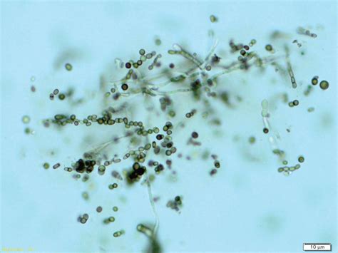 Fig 2 Microbiology Society