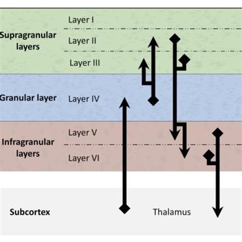 a schematic representation of the canonical microcircuit download