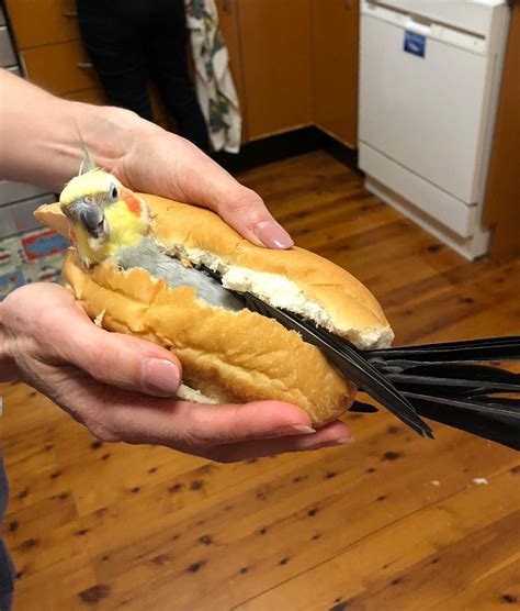 Sasha Likes Her Bread The Way She Likes Her Man Simple Filling And