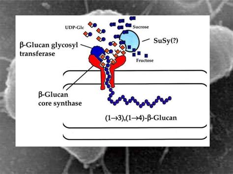 Streptococcus Mutans Cell Ppt