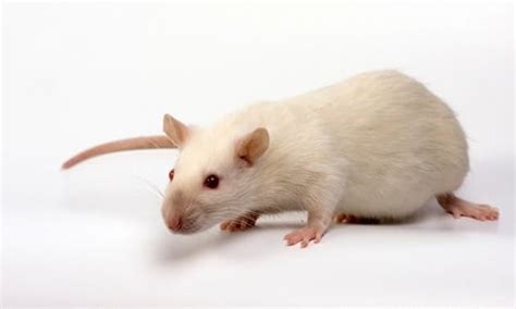 Ultimate List Of All Rat Breeds Coops And Cages