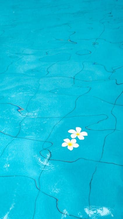 플루메리아 꽃이 떠 있는 열대 수영장 · 무료 스톡 사진