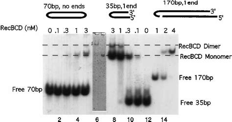 End Specific Binding By Recbcd Enzyme Monomers Dna Species Were Download Scientific Diagram