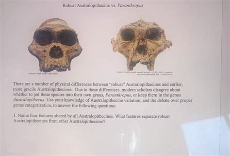 Robust Australopithecine Vs Paranthropus There Are A