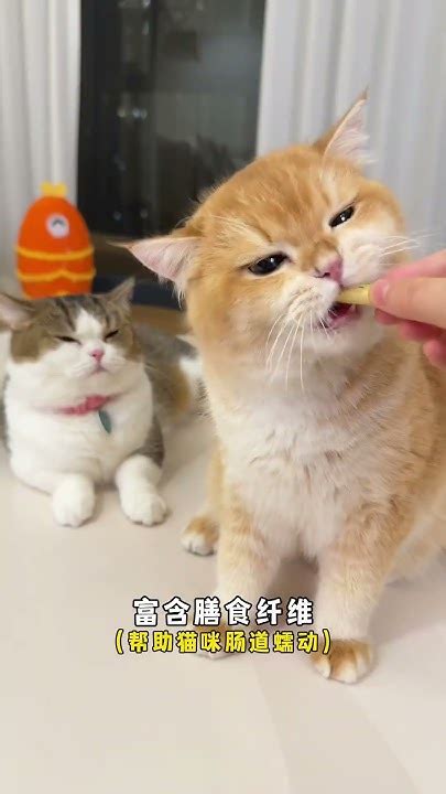 果然在小猫咪的爱情里 好吃的永远是赢家 萌宠成精了 记录猫咪日常 领先蛋黄鱼油棒 Youtube