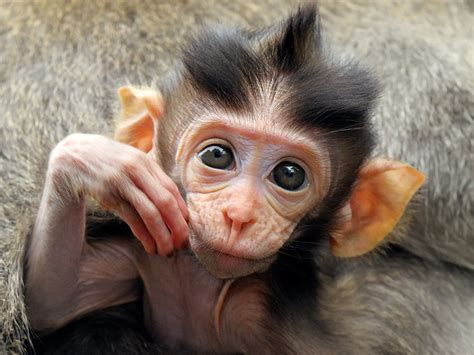 Macaco Do Pix🕔 Aproveite O Código De Bônus Da Netbet