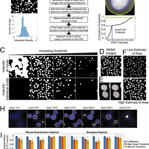 automated nuclear segmentation of 3d image stacks a maximum