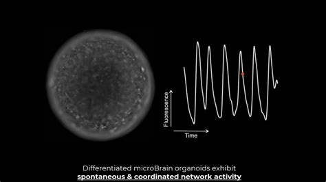 Axosim社 Microbrain™ 3d Assay Ready Youtube