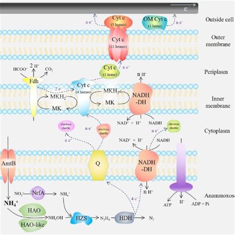 The Metabolic Process Of Anodic Ammonium Oxidation By Anammox Bacteria