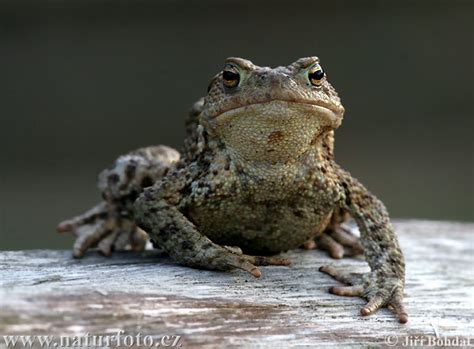 Common Toad Photos Common Toad Images Nature Wildlife Pictures