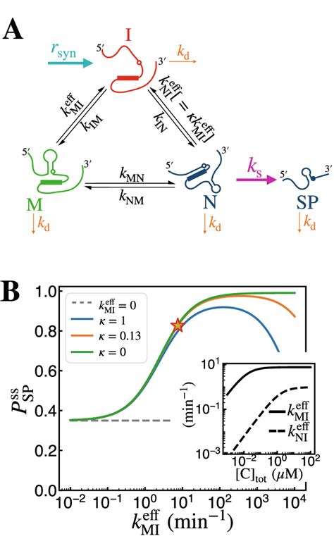 Self Splicing In Vivo A Schematic For Chaperone Mediated Folding And Download Scientific