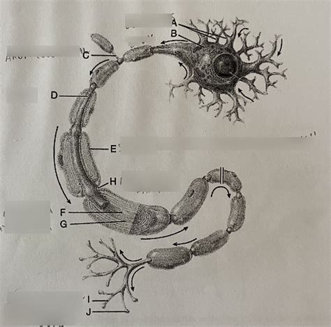 Lab 8 Identification And Functions Of Multipolar Neuron Structures