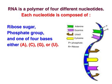 Rna Structure And Function
