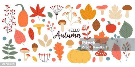 아늑한 가을 요소 세트입니다 안녕하세요 가을 레터링입니다 수확 시기 나뭇잎 버섯 Pumkins 열매 사과 도토리의 가을 컬렉션 손으로 그린 벡터 일러스트 레이 션 10월에