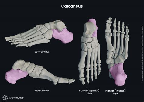 Calcaneus Anatomyapp