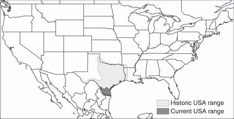 Historic And Current Range Of Ocelot Within The United States