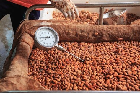 Premium Photo Measure The Temperature Of The Fermented Cocoa Beans