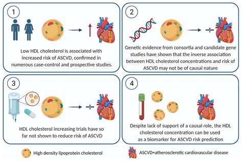 Hdl ในการเกิดโรคหลอดเลือดแดงแข็งและโรคหลอดเลือดและหัวใจ