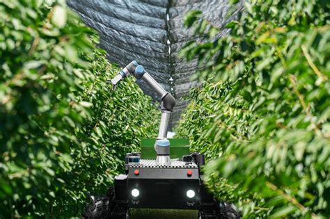 Autonomous Robot Harvester With Robotic Arm Harvesting Fruits On A Smart Farm Concept Stock