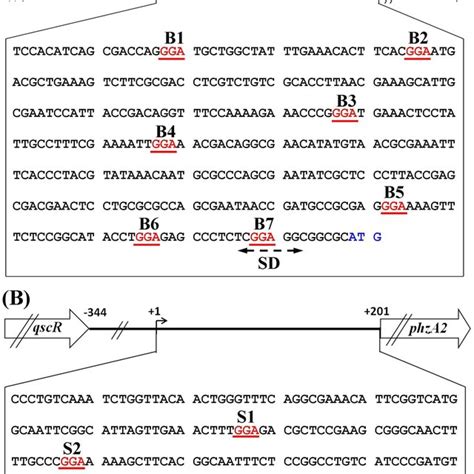 5′ Utr Sequence Of The Two Phz Gene Clusters The 5′ Untranslated
