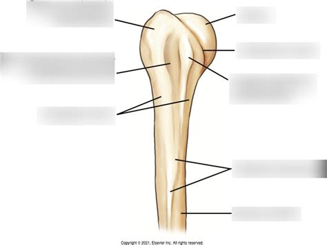 Frontal View Of Proximal Humerus Diagram Quizlet