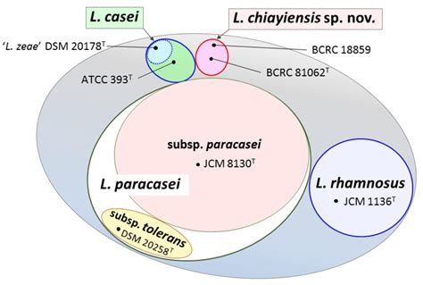 Lactobacillus Casei