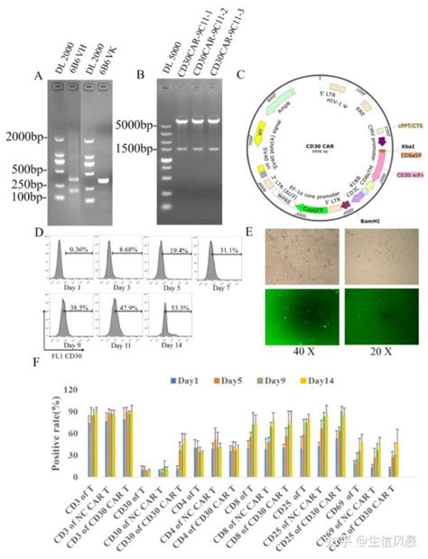 Nature：新的cd30 Car T细胞可能是治疗癌症的候选药物 知乎