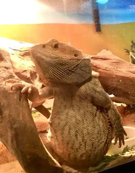 My Lizard Decided He Wants To Be A Model Scrolller