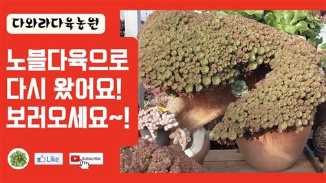 0204 노블다육으로 또 놀러왔어요~ 여러분도 보러 오세요~ 노블다육 그리페스금 에보니금색금 설홍마리아금철화 크리스티뷰티 랩소디 베르베르 봉황