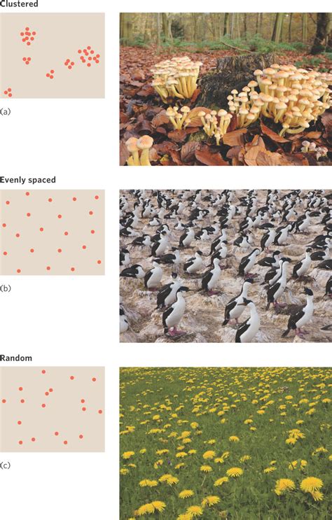 Uniform Population Distribution Population Initialization Using