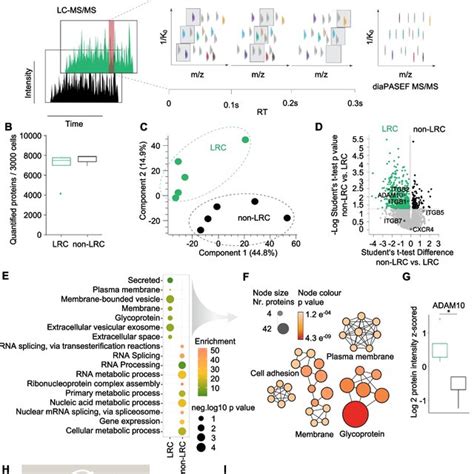 Ultra Sensitive Proteomics Reveals Regulation Of Cell Adhesion In Download Scientific Diagram