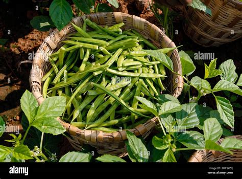 Vegetable A Basket Full Of Harvested Cluster Beans Cheeni Avarakkai Cyamopsis Tetragonoloba