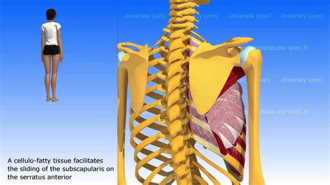 The Scapulothoracic Joint Youtube