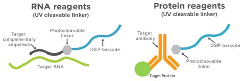 NanoString GeoMX Digital Spatial Profiling PicoImmune Co