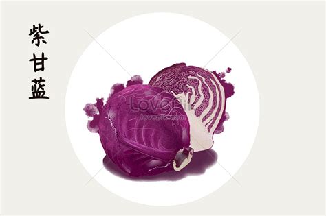 자주색 양배추 일러스트 일러스트 무료 다운로드 Lovepik