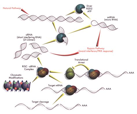 Small RNA PonnVandu