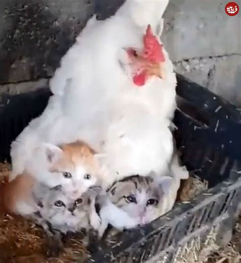 ویدیو مرغی که مادر بچه گربه‌ها شده است