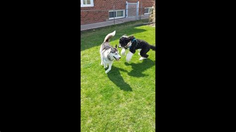 Go Social 6 Months Old Sheepadoodle Youtube