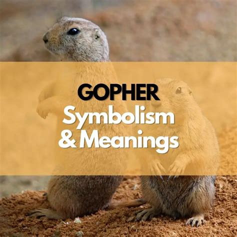 Gopher Symbolism Meanings And History Symbol Genie