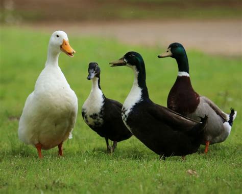 Farm Ducks And Geese