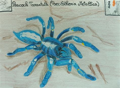 Peacock Tarantula Animal Of April 2025 By Moonymina On Deviantart