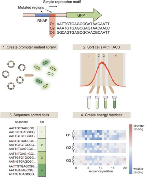 transcription factor binding site motifmap