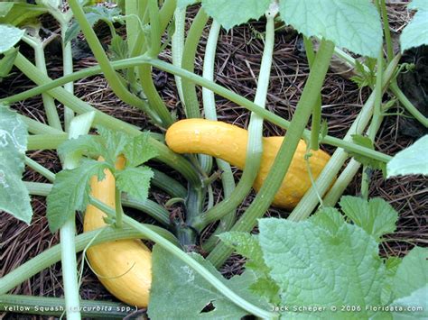 Cucurbita Spp