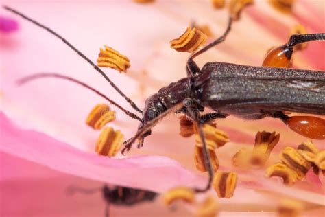 Little Bug On Pink Rose Extreme Close Up Look Eating Macro Photography