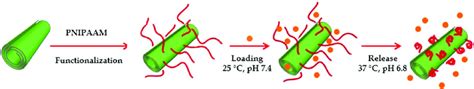 Schematic Representation Of Temperature Triggered Loading And Release Download Scientific