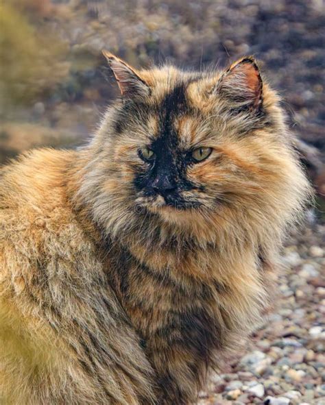 Close Up Of A Tortoiseshell Cat Stock Image Image Of Wild Ears