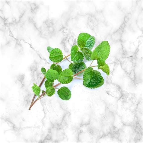 Micro Mint 15g Buy Now The Artisan Food Company