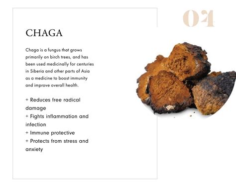 What Is Chaga Mushroom Tea Health Benefits And How To Make It Artofit