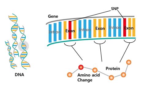 Unlocking The Genetic Code Whole Exome Sequencing Market Poised For