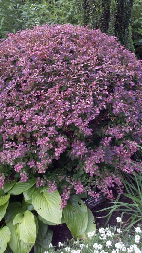 Pruning Shrubs In Fall Womanswork Com